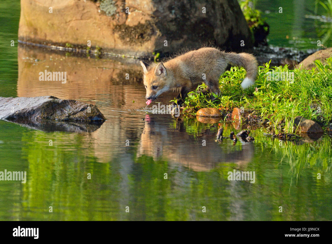Red foxes vulpes vulpes minnesota hi-res stock photography and images ...