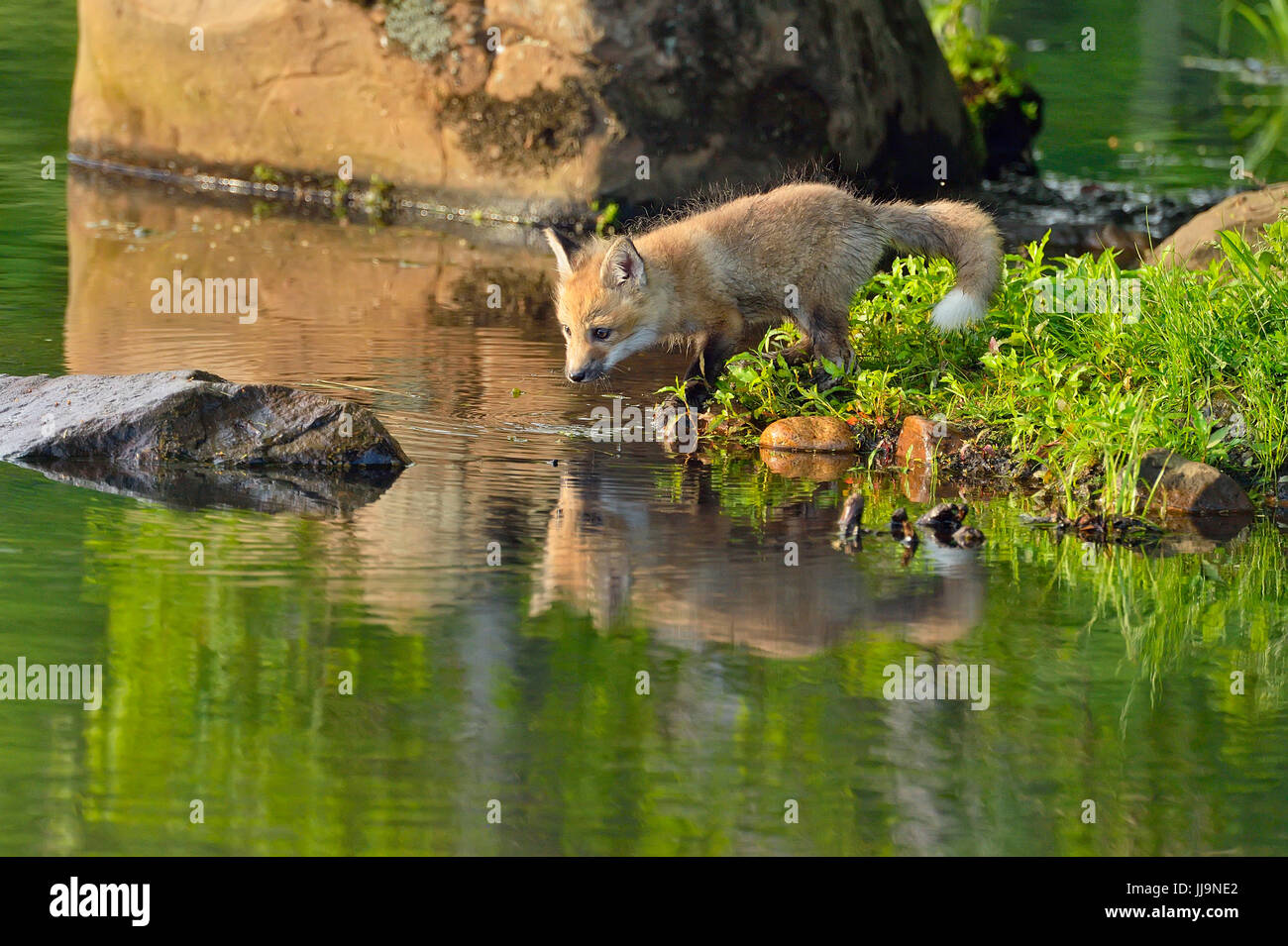 Red fox (Vulpes vulpes) captive raised kits, Minnesota Wildlife ...