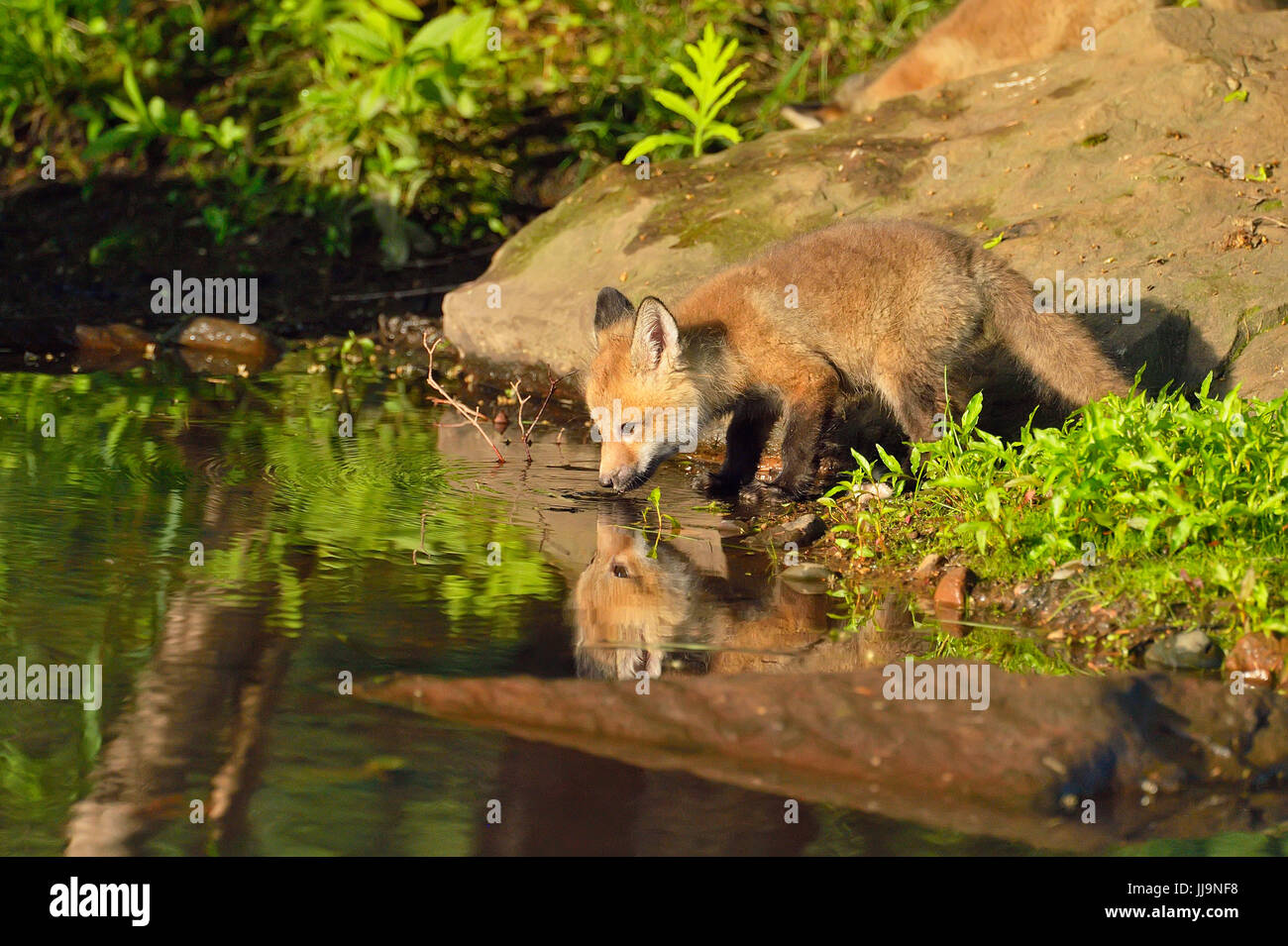 Red fox (Vulpes vulpes) captive raised kits, Minnesota Wildlife ...