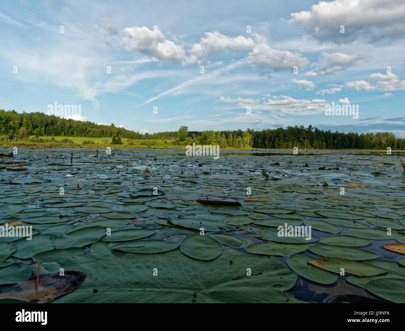 Covered with floating plants hi-res stock photography and images - Alamy