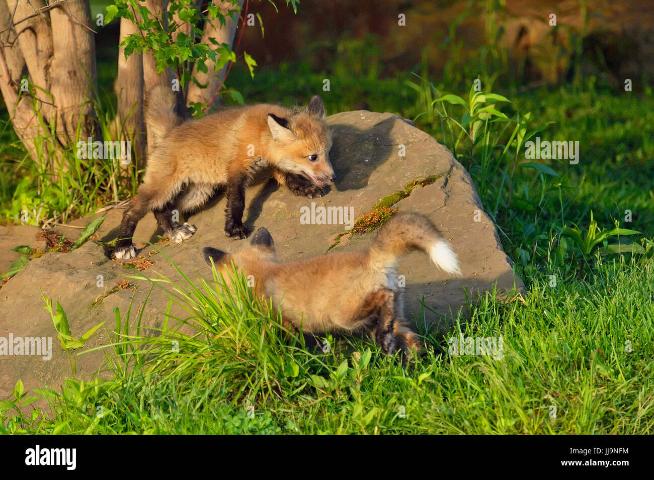 Red fox (Vulpes vulpes) captive raised kits, Minnesota Wildlife ...