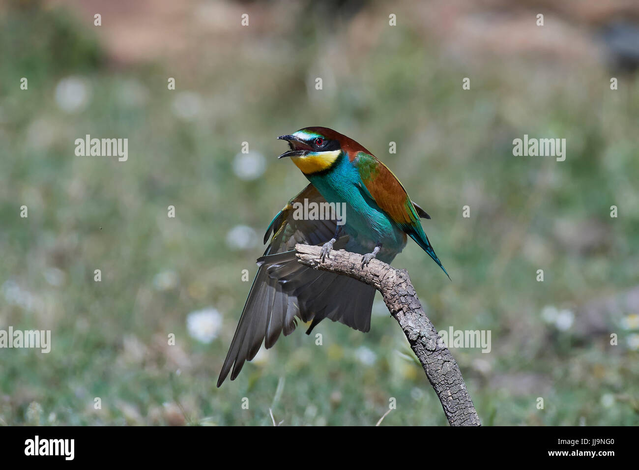 European bee-eater resting on a branch in its habitat Stock Photo - Alamy