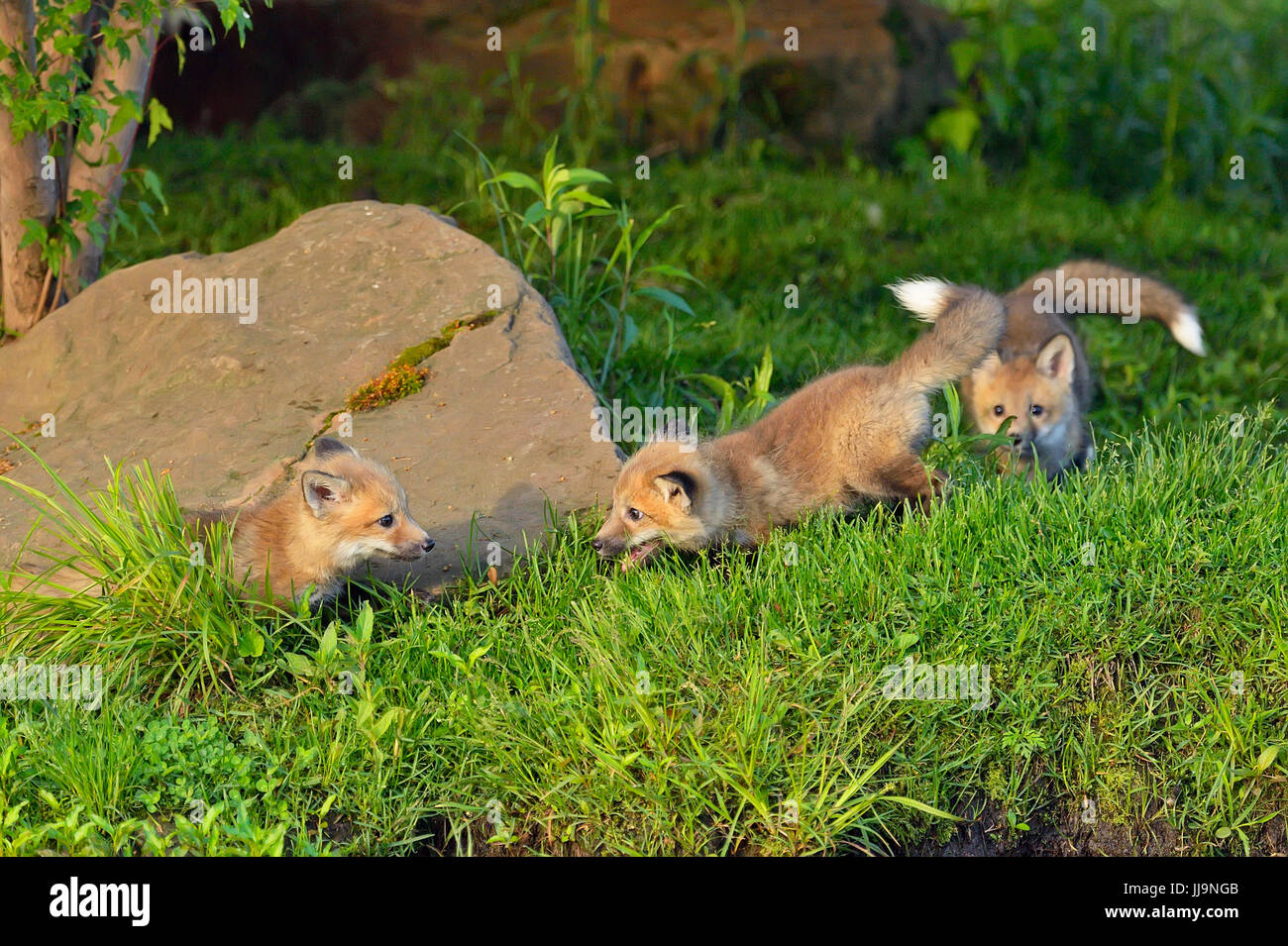Red fox (Vulpes vulpes) captive raised kits, Minnesota Wildlife ...