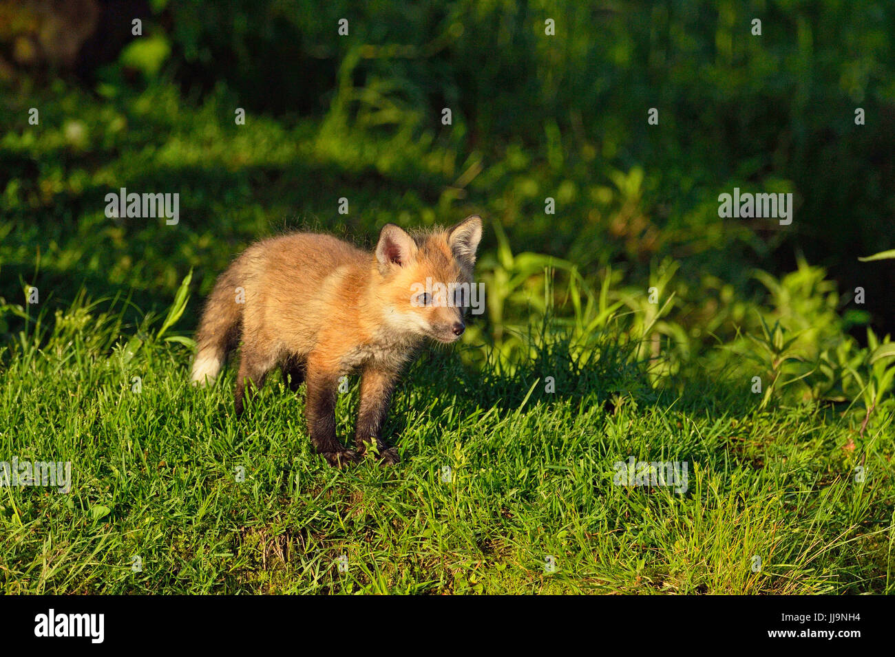 Red fox (Vulpes vulpes) captive raised kit, Minnesota Wildlife ...