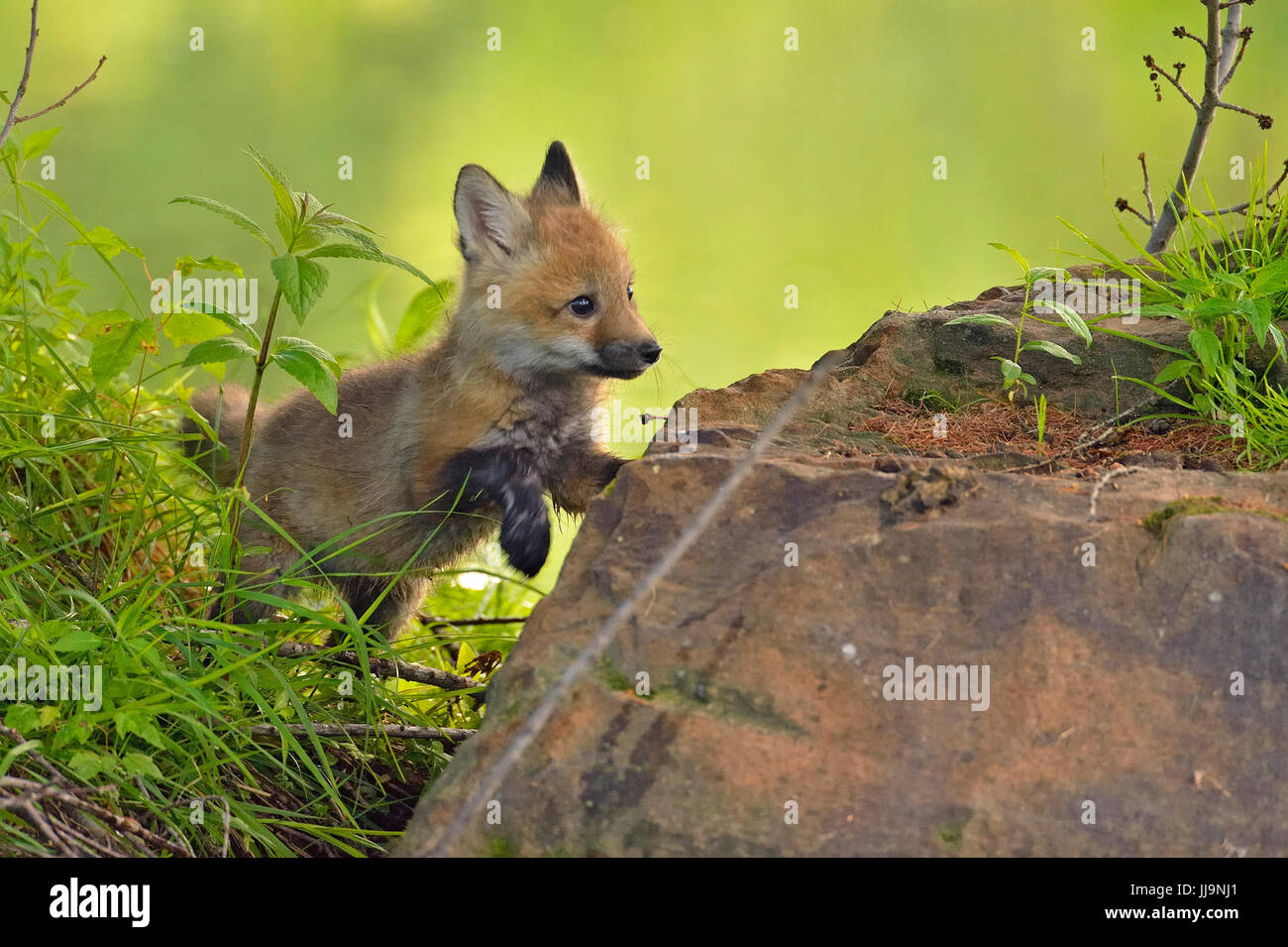 Red fox (Vulpes vulpes) captive raised kit, Minnesota Wildlife ...