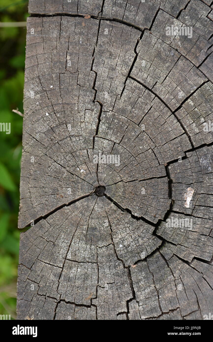 Rot and decay hi-res stock photography and images - Alamy