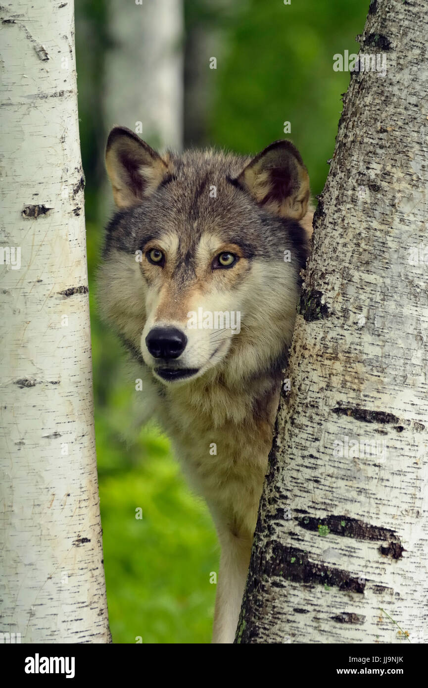Gray wolf (Canis lupus} Captive raised adult, Minnesota Wildlife ...