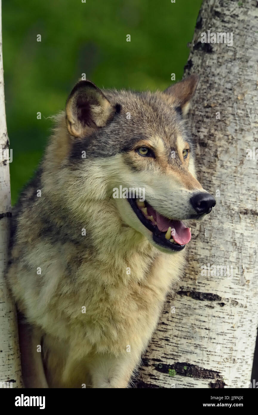 Woodland Predators High Resolution Stock Photography and Images - Alamy