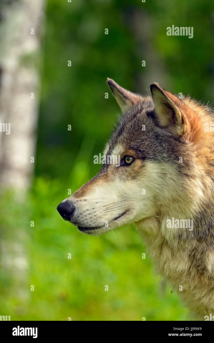 Gray wolf (Canis lupus} Captive raised adult, Minnesota Wildlife ...