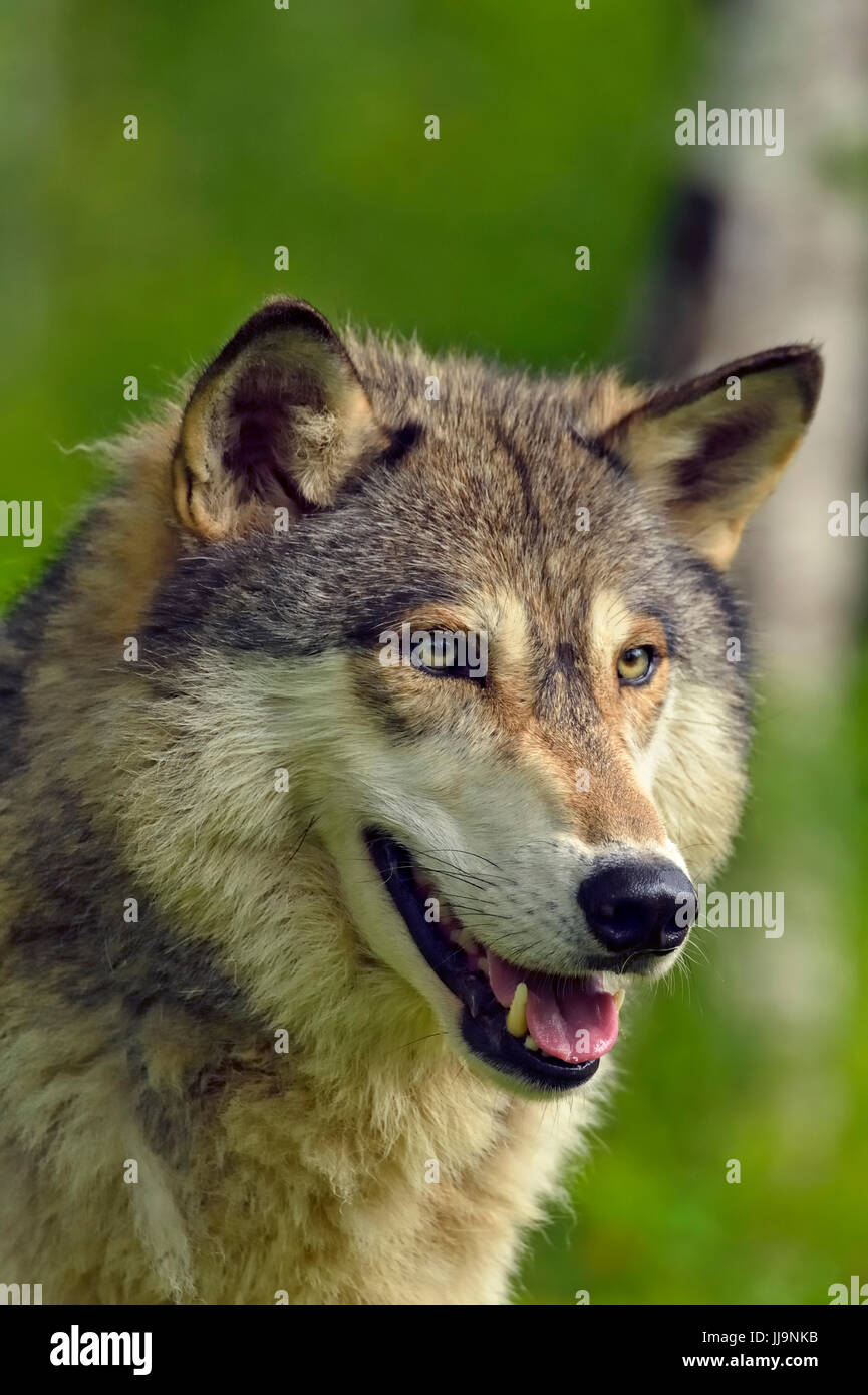 Gray wolf (Canis lupus} Captive raised adult, Minnesota Wildlife ...