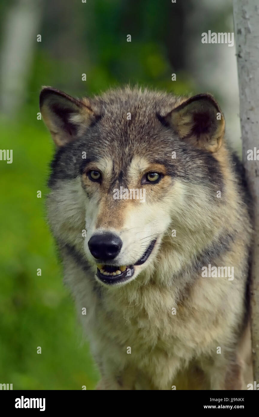 Gray wolf (Canis lupus} Captive raised adult, Minnesota Wildlife ...