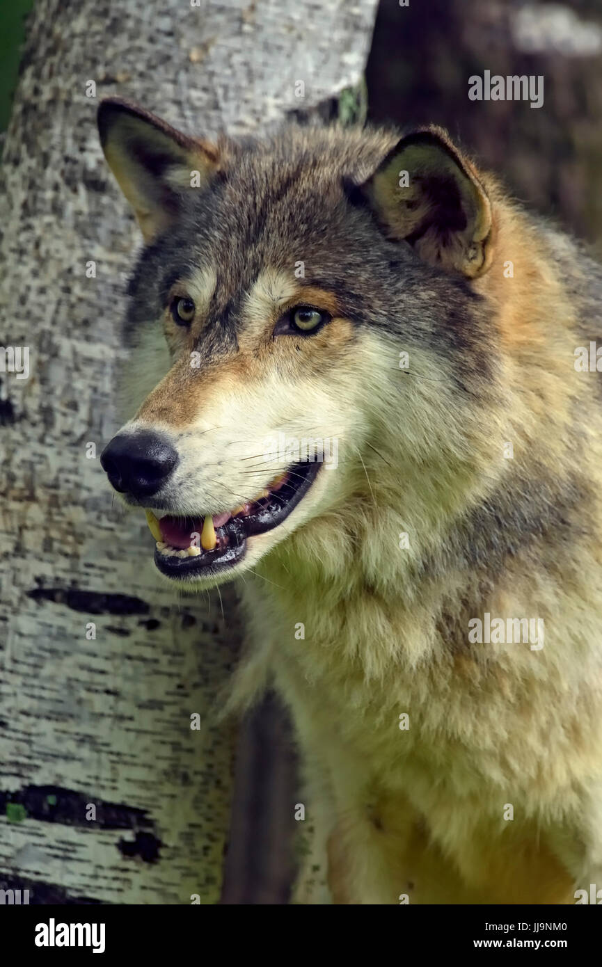 Gray wolf (Canis lupus} Captive raised adult, Minnesota Wildlife ...