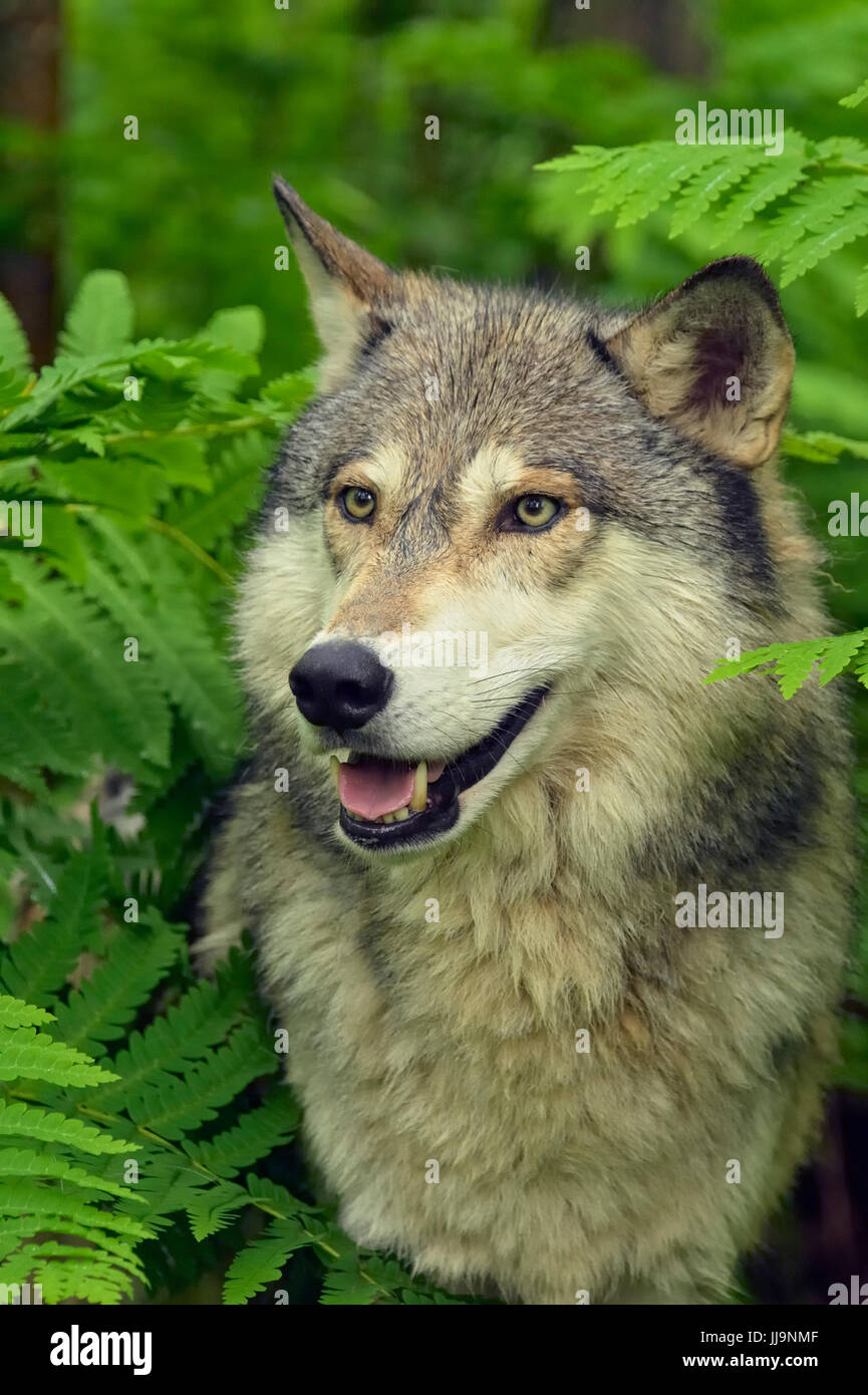 Gray wolf (Canis lupus} Captive raised adult, Minnesota Wildlife ...
