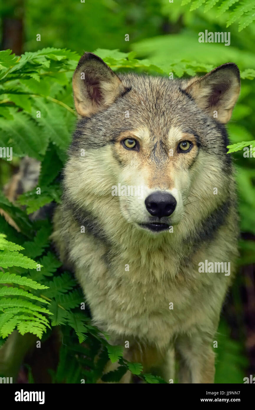 Gray wolf (Canis lupus} Captive raised adult, Minnesota Wildlife ...