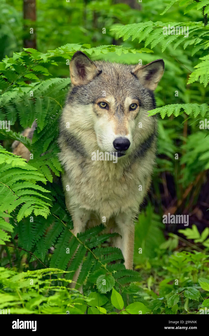 Gray wolf (Canis lupus} Captive raised adult, Minnesota Wildlife ...