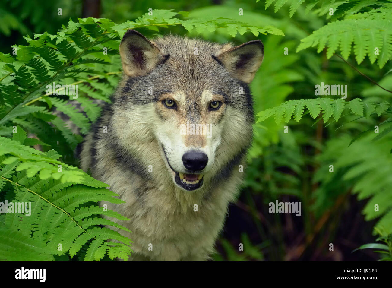 Gray wolf (Canis lupus} Captive raised adult, Minnesota Wildlife ...
