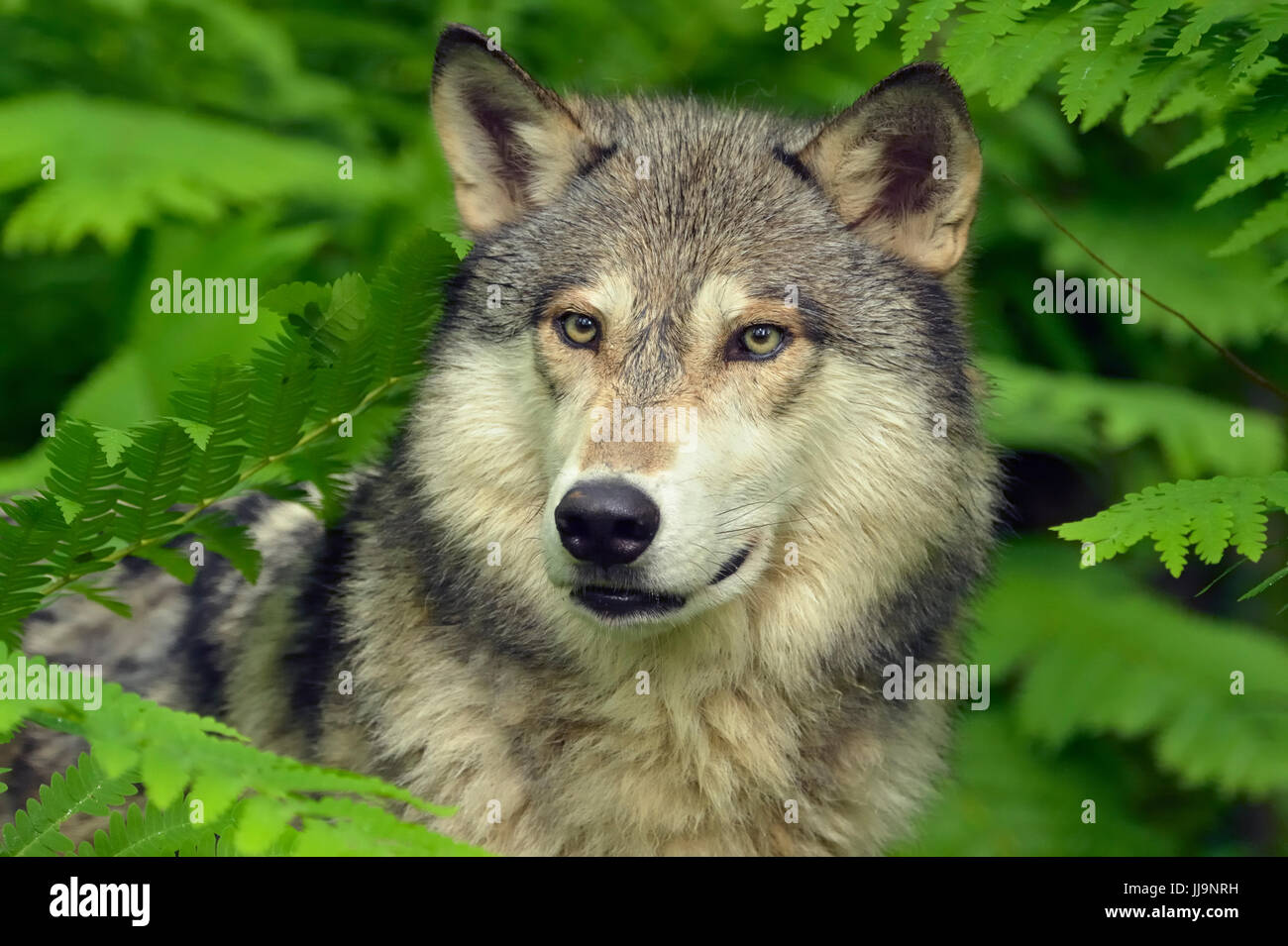 Gray wolf (Canis lupus} Captive raised adult, Minnesota Wildlife ...