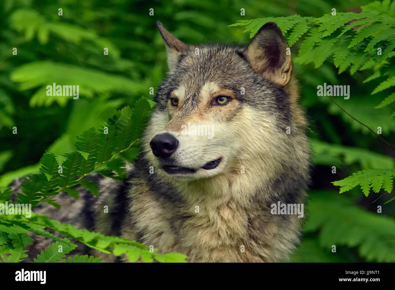 Gray wolf (Canis lupus} Captive raised adult, Minnesota Wildlife ...