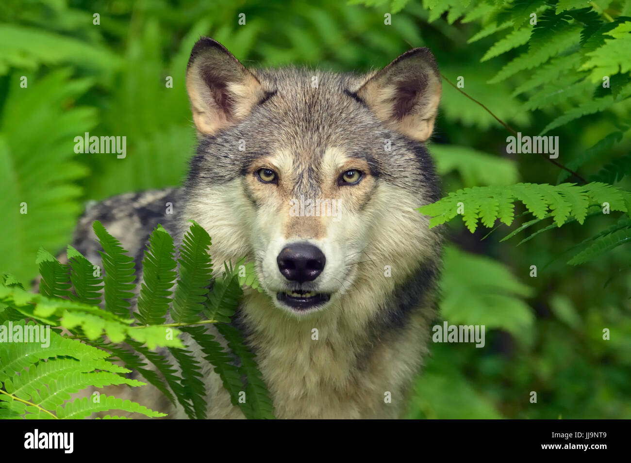 Gray wolf (Canis lupus} Captive raised adult, Minnesota Wildlife ...