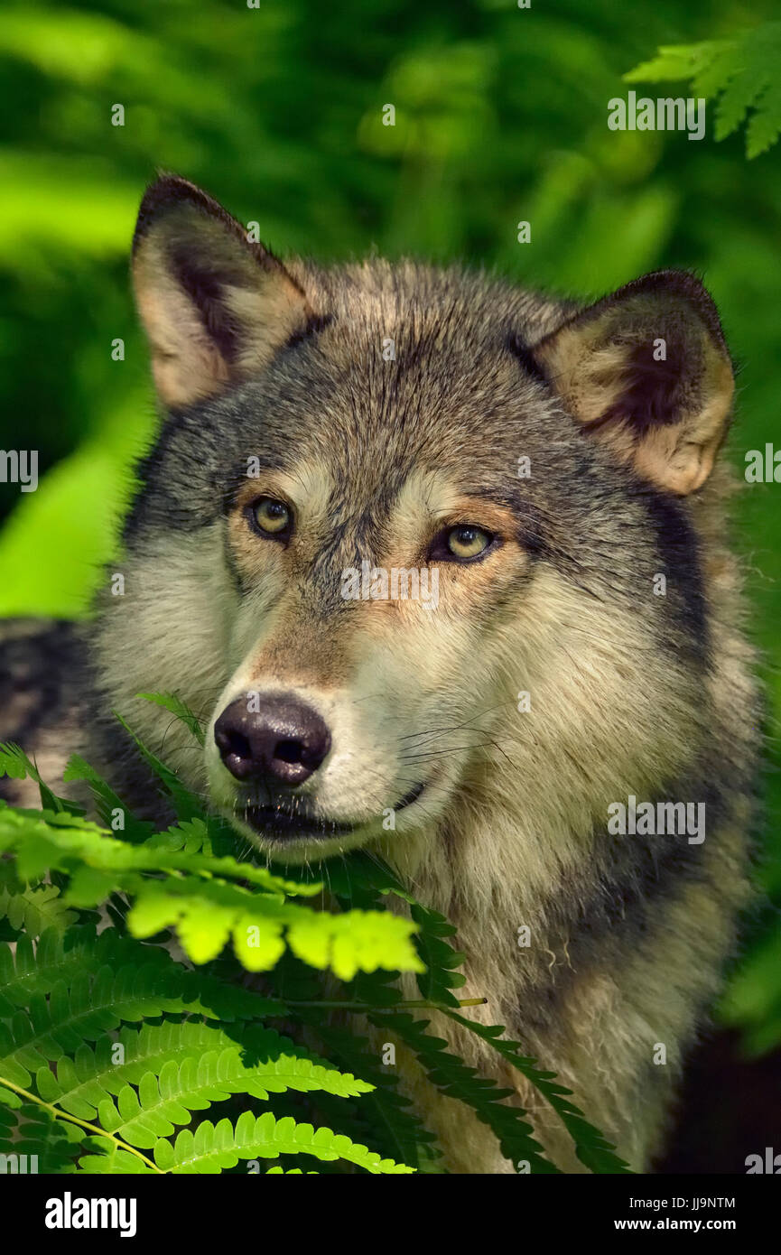 Minnesota forest wolves hi-res stock photography and images - Alamy