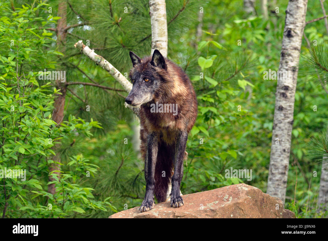 Gray wolf (Canis lupus} captive raised- Black morph adult, Minnesota ...