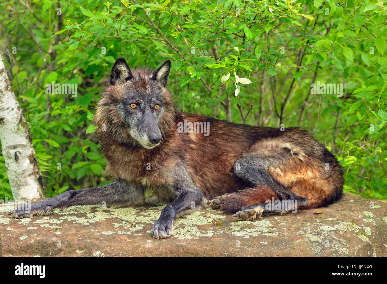 Gray wolf (Canis lupus} captive raised- Black morph adult, Minnesota ...