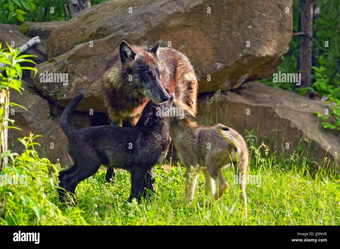 Gray wolf (Canis lupus} captive raised- Black-morph adult and cubs ...