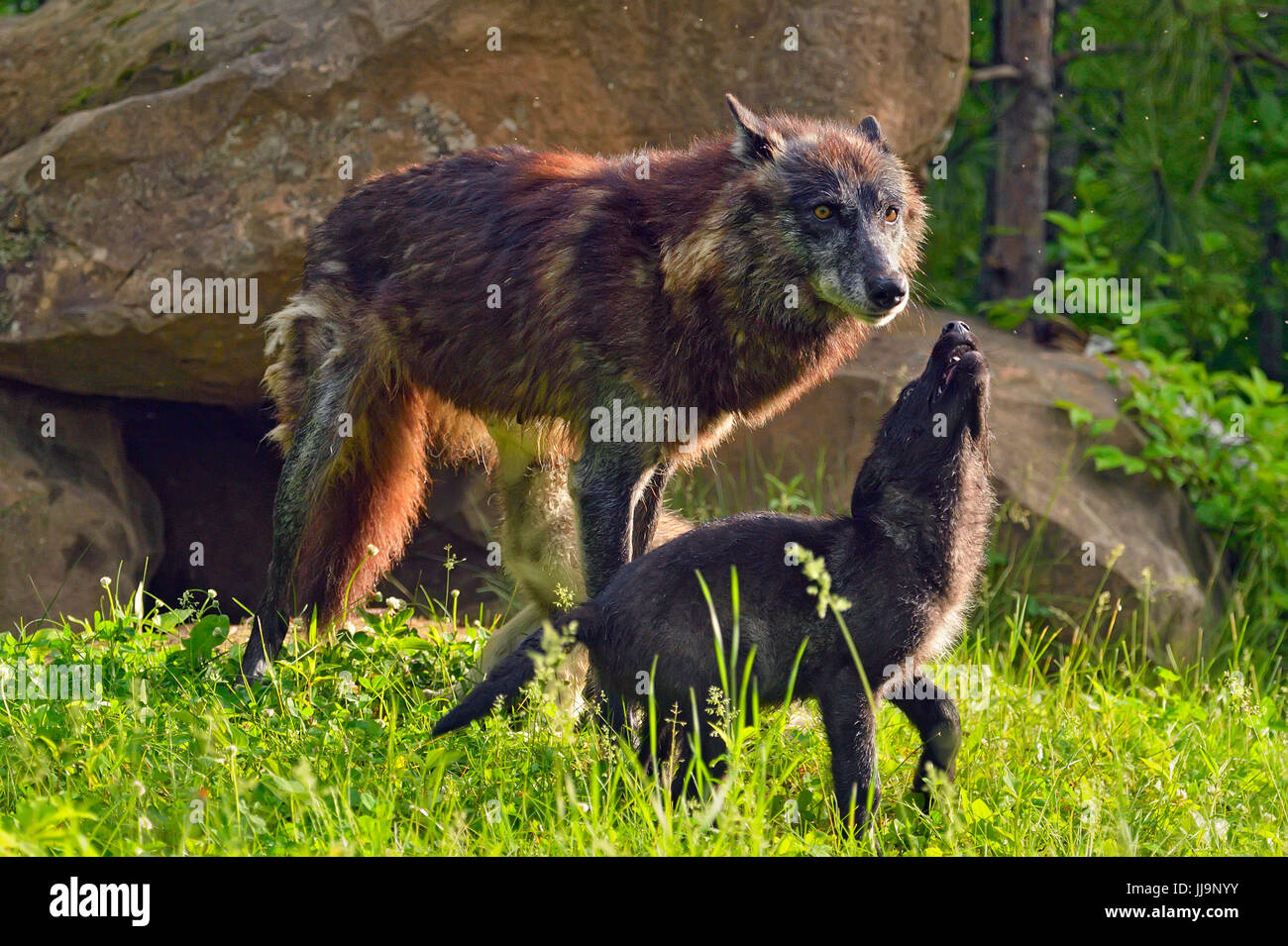 Gray wolf (Canis lupus} captive raised- Black-morph adult and cubs ...