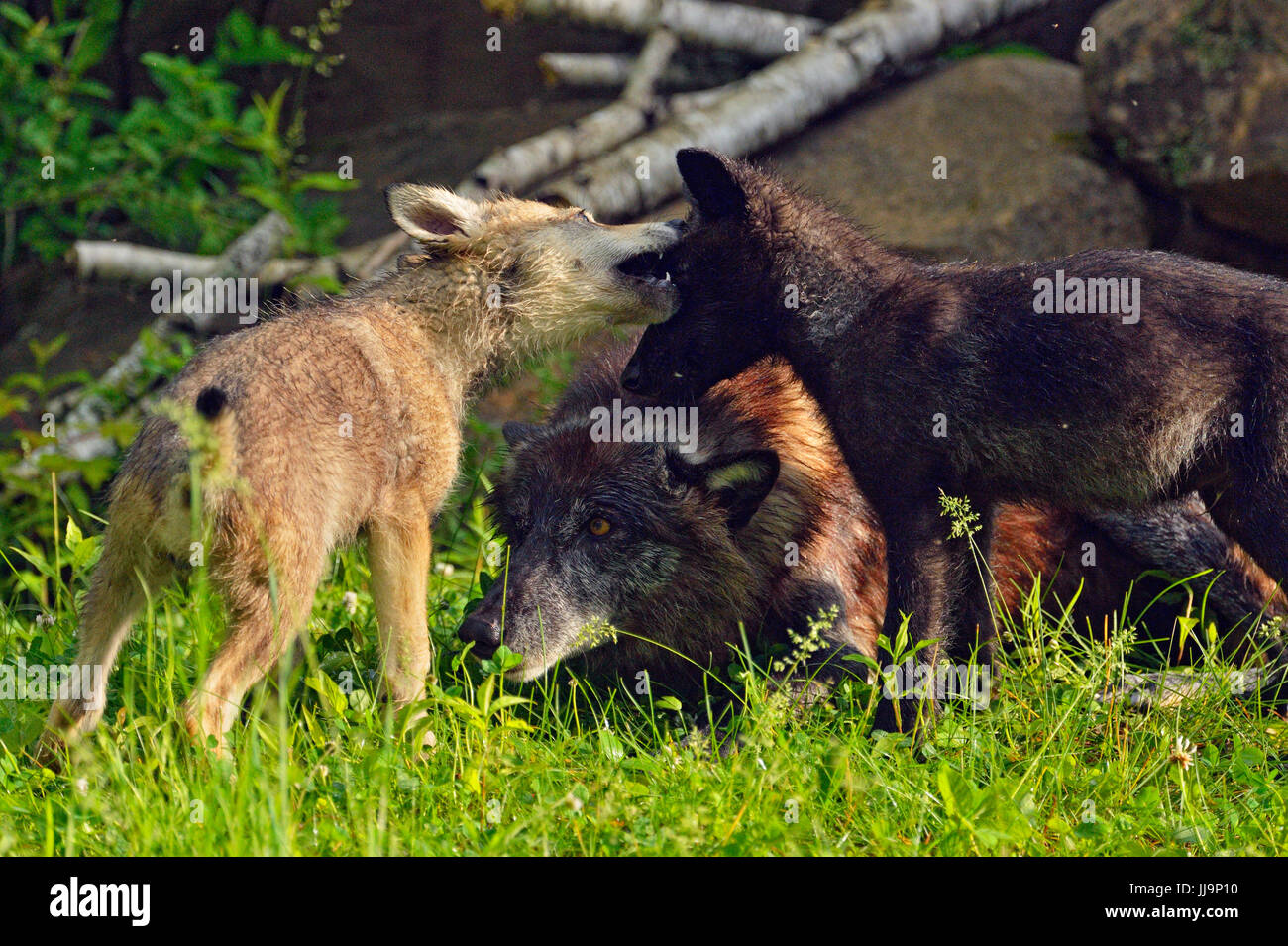Gray wolf (Canis lupus} captive raised- Black-morph adult and cubs ...