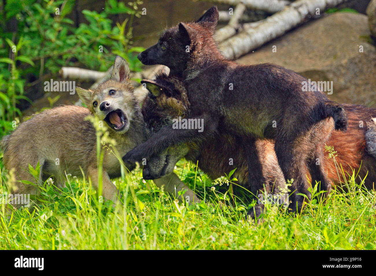 Gray wolf (Canis lupus} captive raised- Black-morph adult and cubs ...