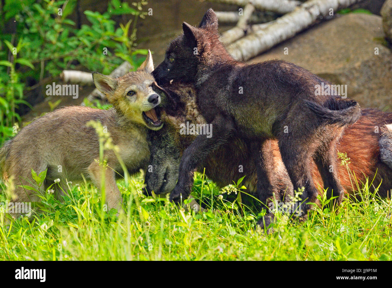 Gray wolf (Canis lupus} captive raised- Black-morph adult and cubs ...