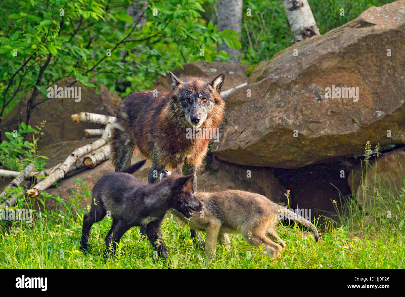 Gray wolf (Canis lupus} captive raised- Black-morph adult and cubs ...
