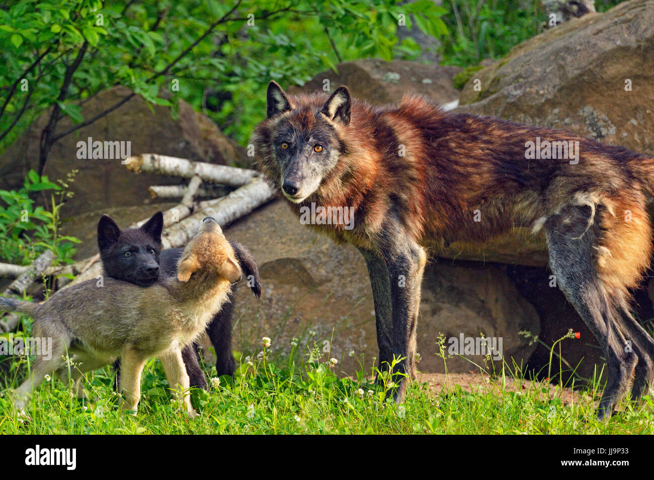 Gray wolf (Canis lupus} captive raised- Black-morph adult and cubs ...