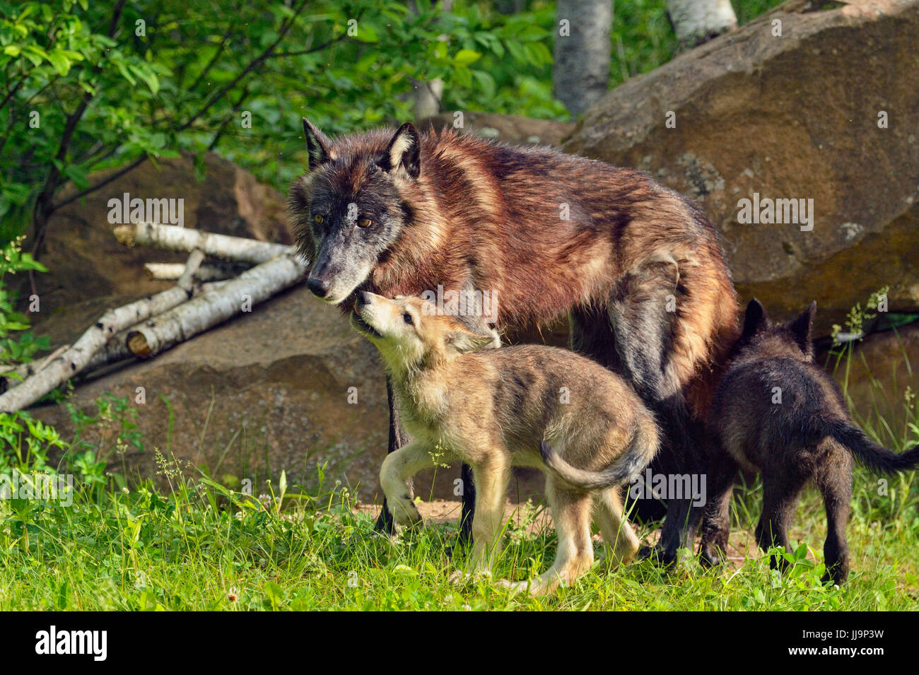 Gray wolf (Canis lupus} captive raised- Black-morph adult and cubs ...
