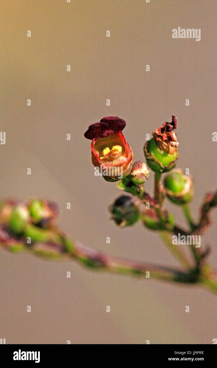 A close-up of the flower of a Water Figwort, Scrophularia auriculata ...