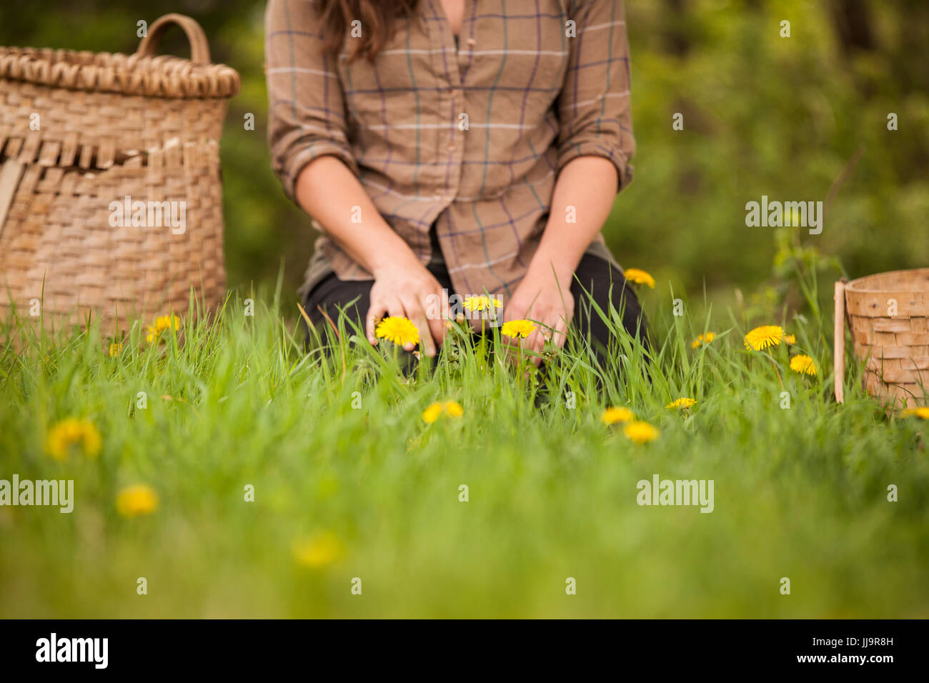 Forager High Resolution Stock Photography and Images - Alamy