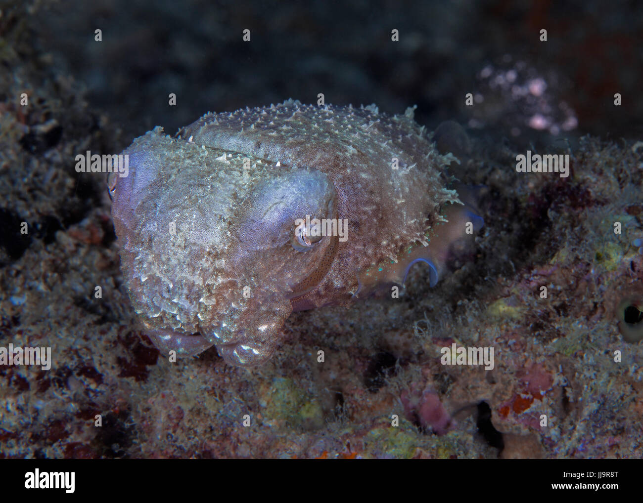Cuttlefish displays its extrodinary camouflage capabilities flashing ...