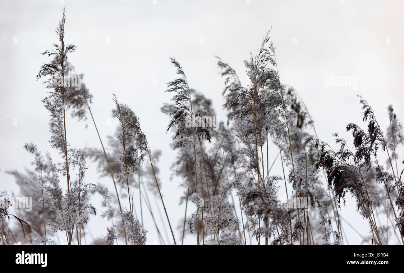 Reeds growing by River Thames Stock Photo - Alamy