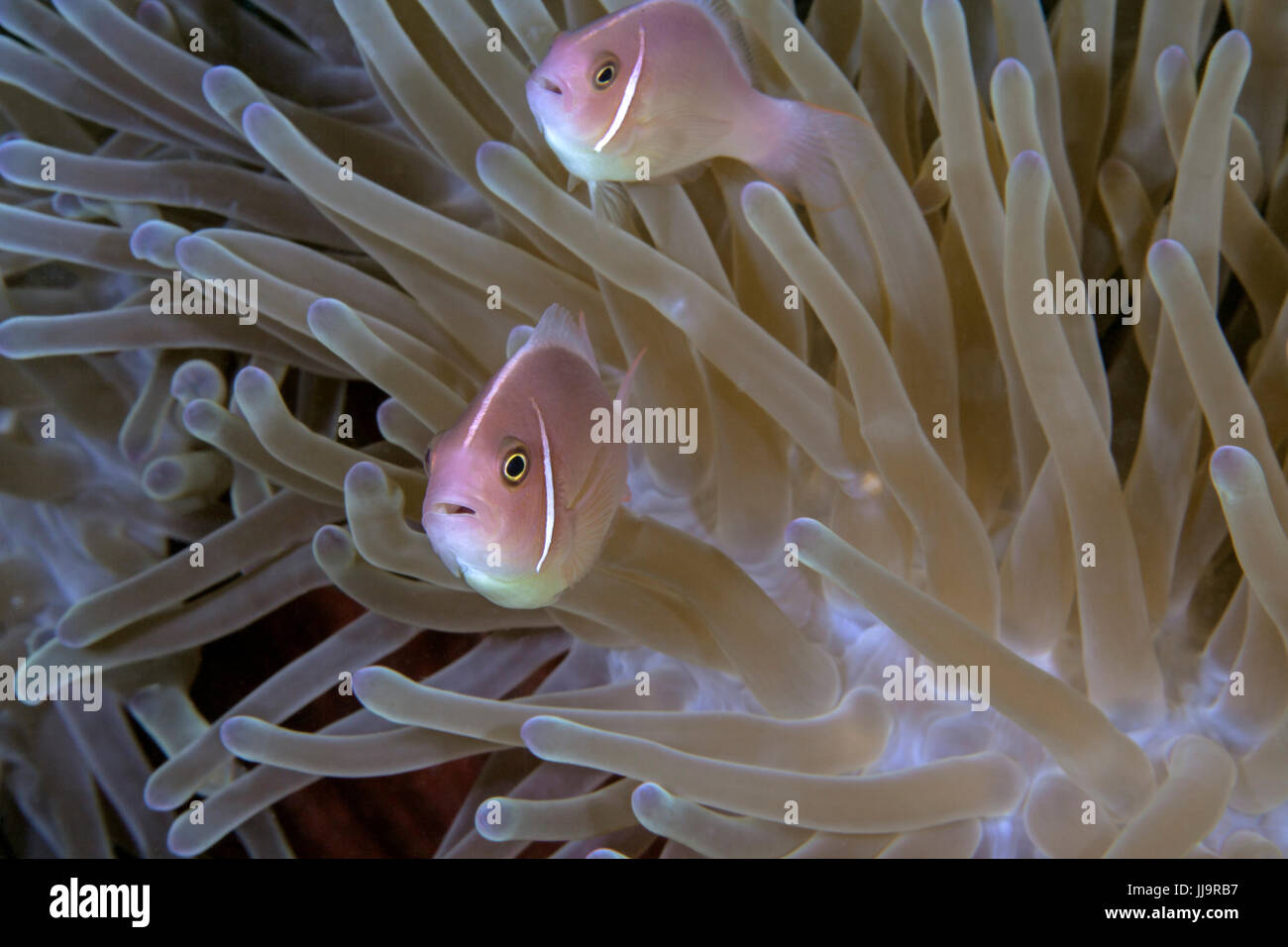 Pink skunk clownfish (Amphiprion perideraion) nestle in anemone with ...