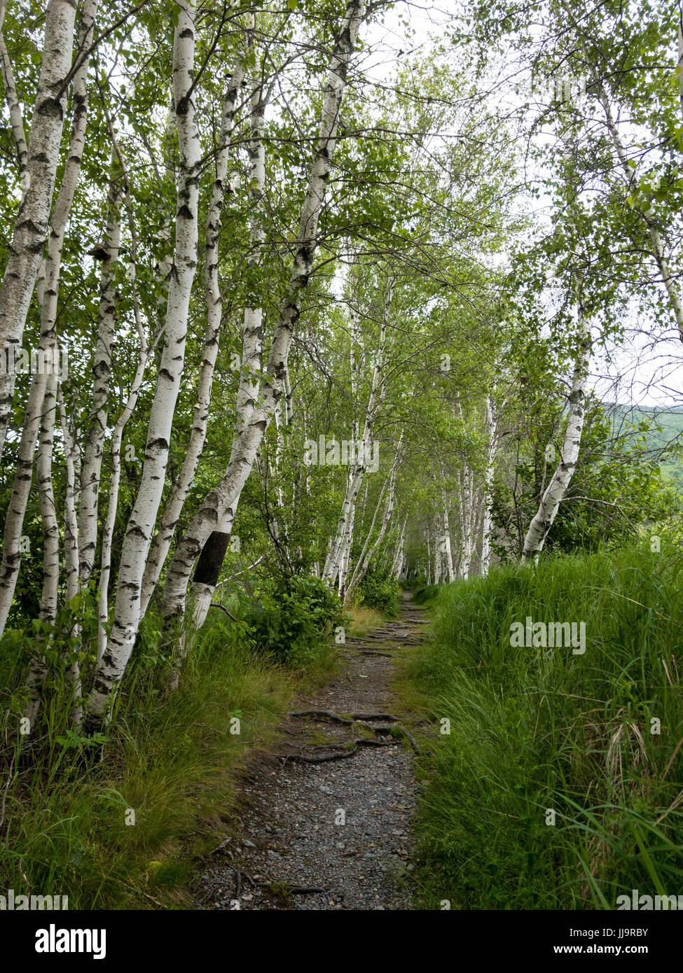 white birch forest Stock Photo - Alamy
