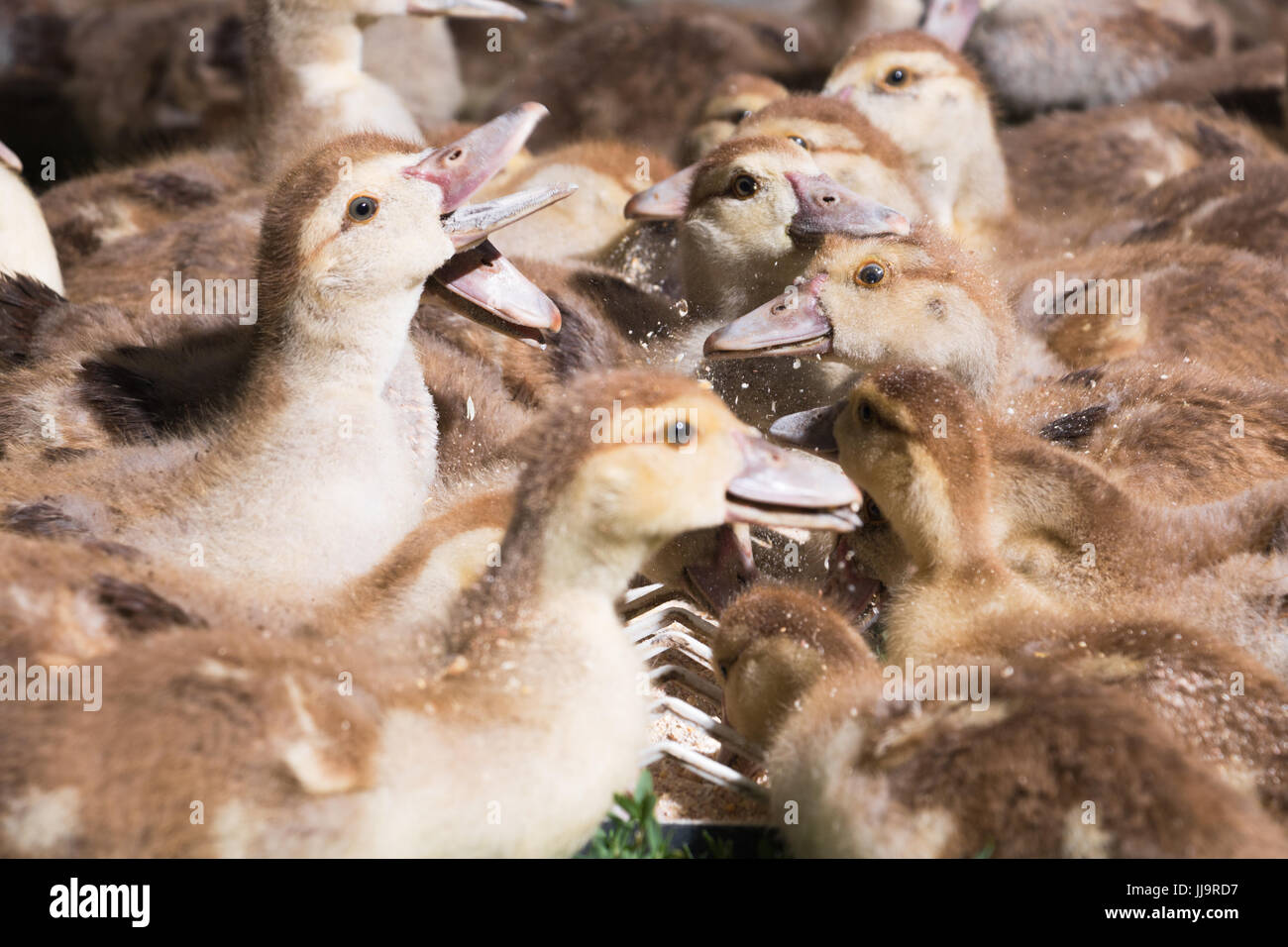 From the duck family hi-res stock photography and images - Alamy