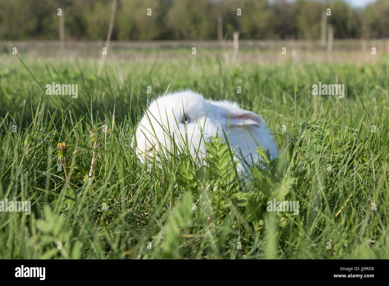 Rabbit hiding in the green spring grass Stock Photo - Alamy