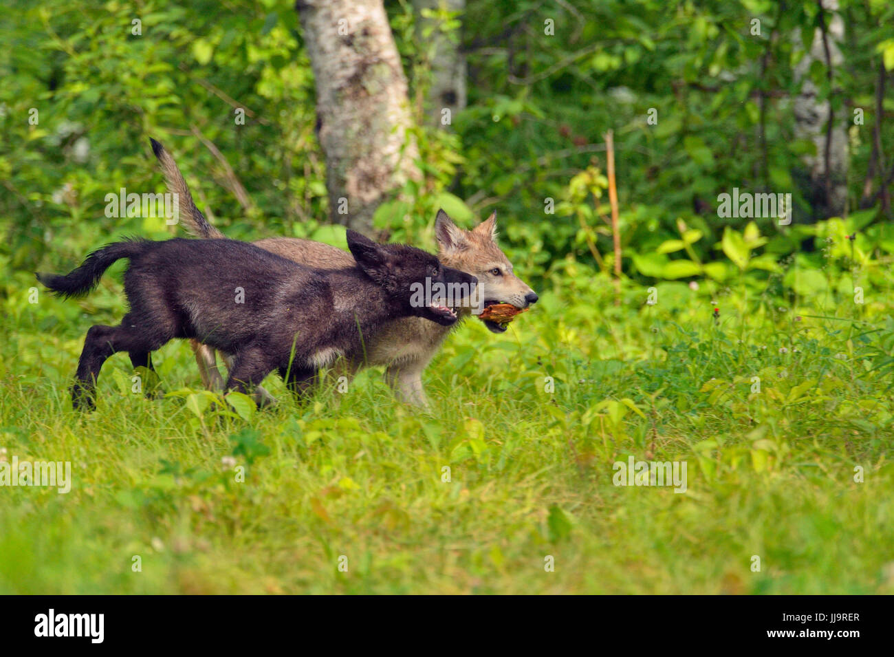 Gray wolf (Canis lupus} captive raised- cubs at play, Minnesota ...