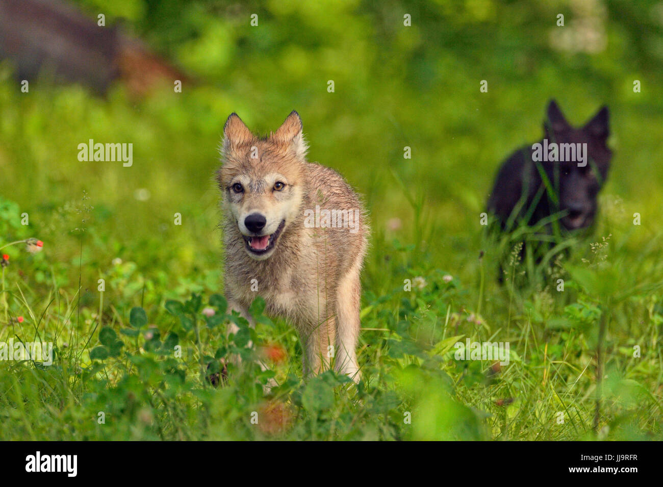 Gray wolf (Canis lupus} captive raised- cubs at play, Minnesota ...