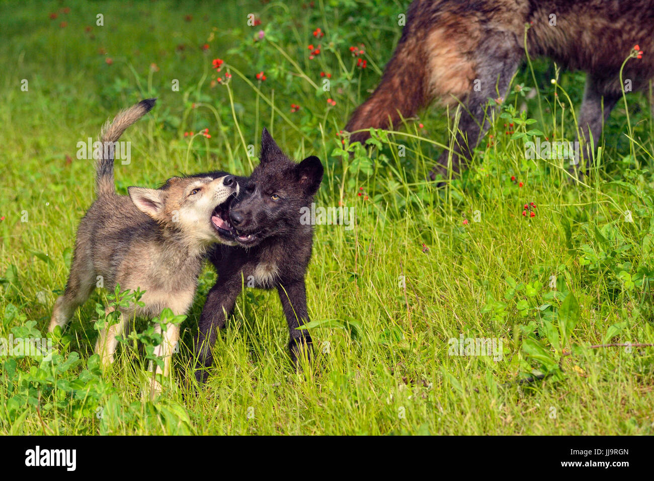 Gray wolf (Canis lupus} captive raised- cubs at play, Minnesota ...