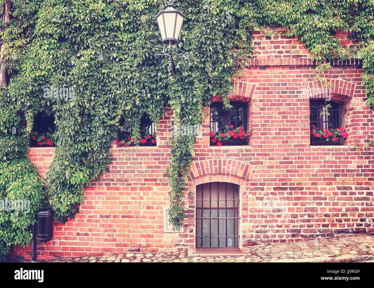 Vine and ivy growing on an old building brick wall, color toning ...