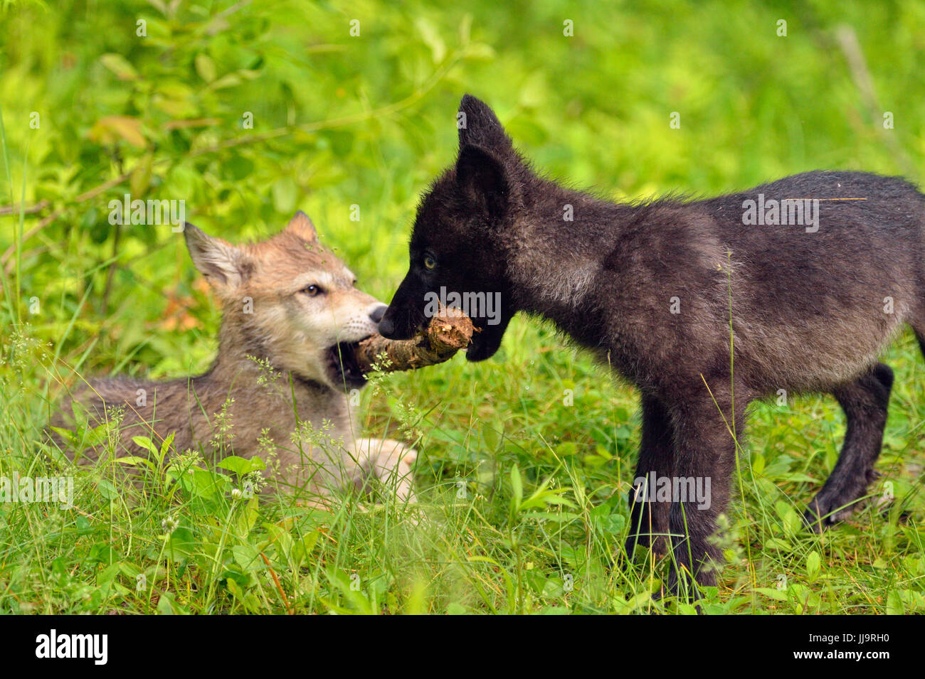 Gray wolf (Canis lupus} captive raised- cubs at play, Minnesota ...