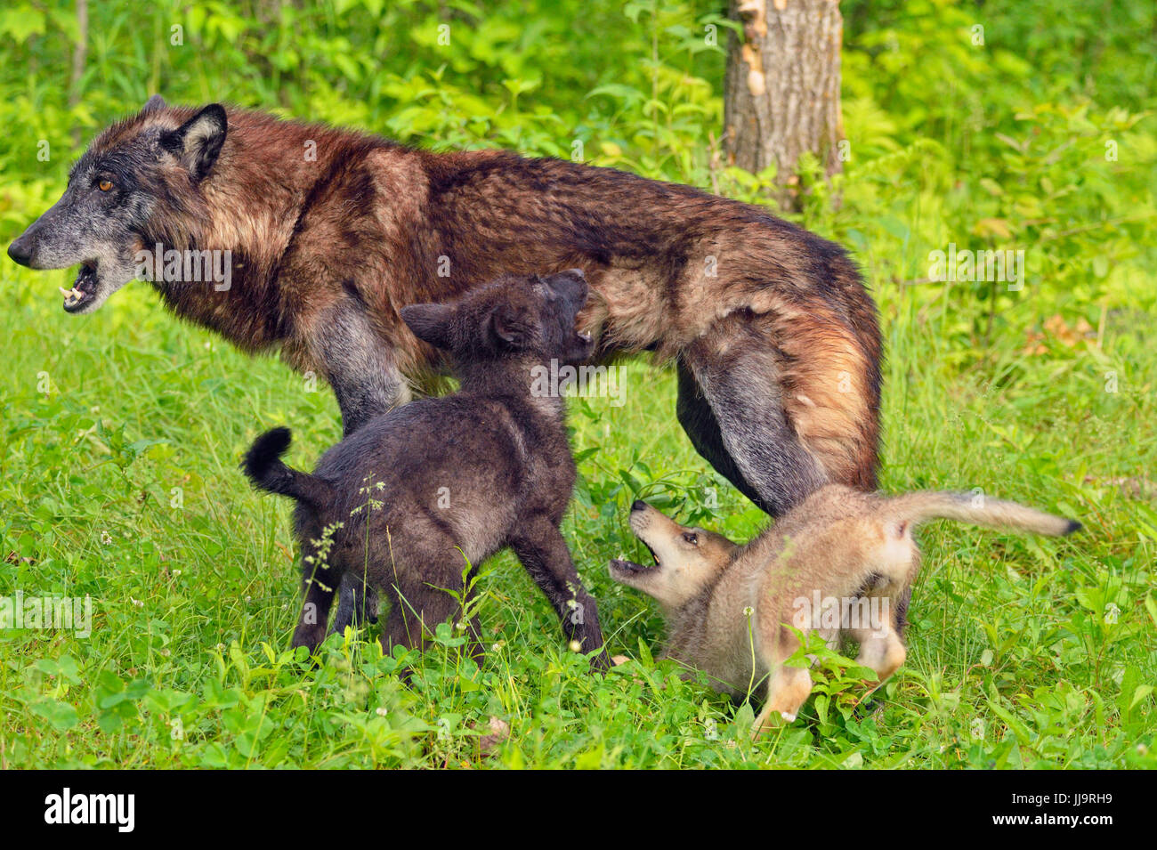 Gray wolf (Canis lupus} captive raised- cubs at play with black-morph ...