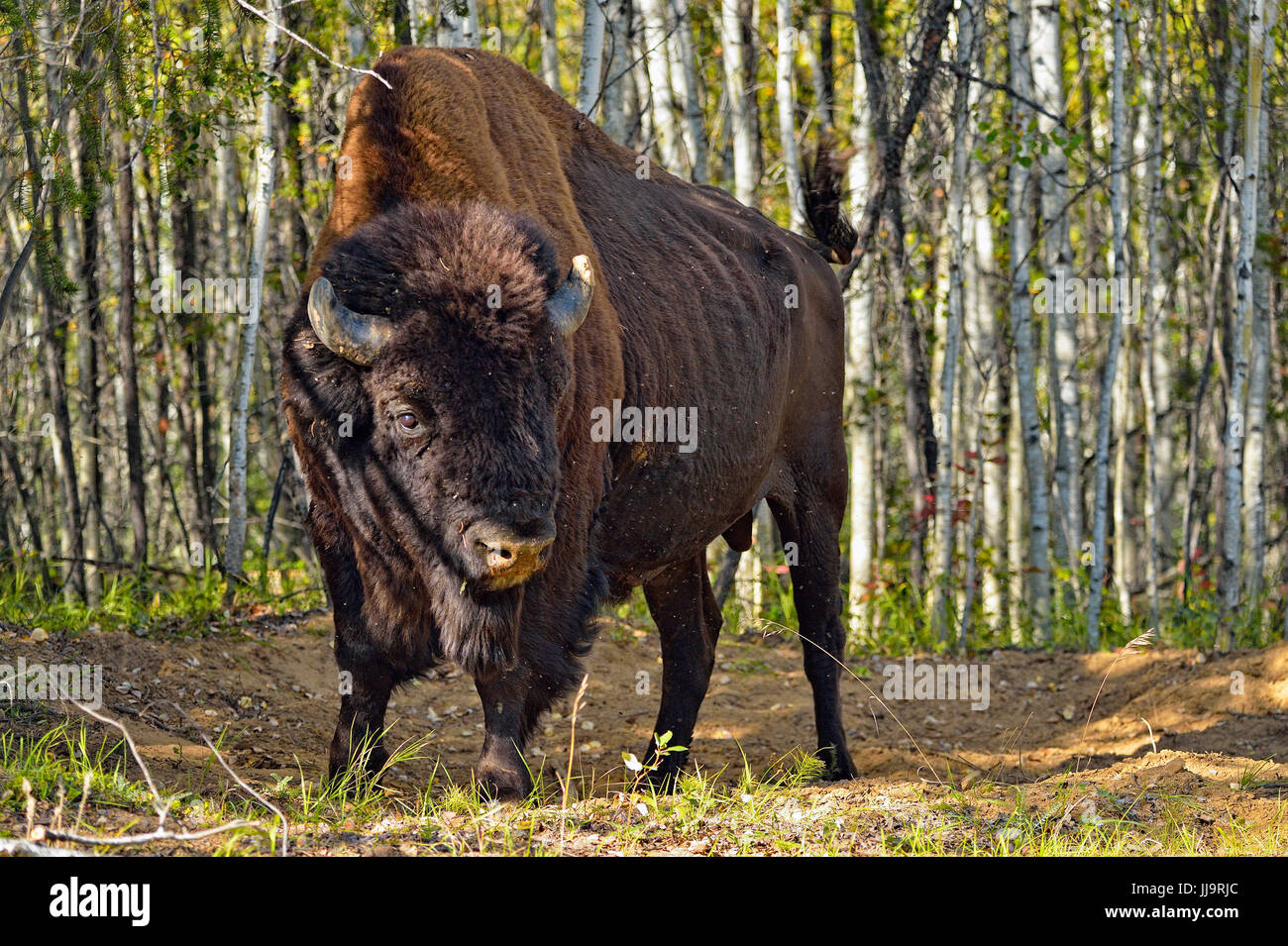 Wood Buffalo/Bison (Bison bison athabascae) Roadside bull , Wood ...