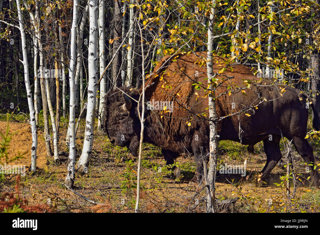 Wood bison boreal hi-res stock photography and images - Alamy
